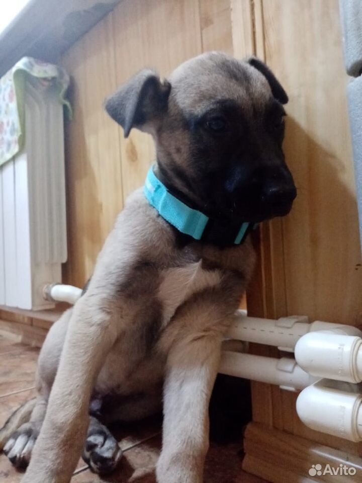 Щенок, будет крупным