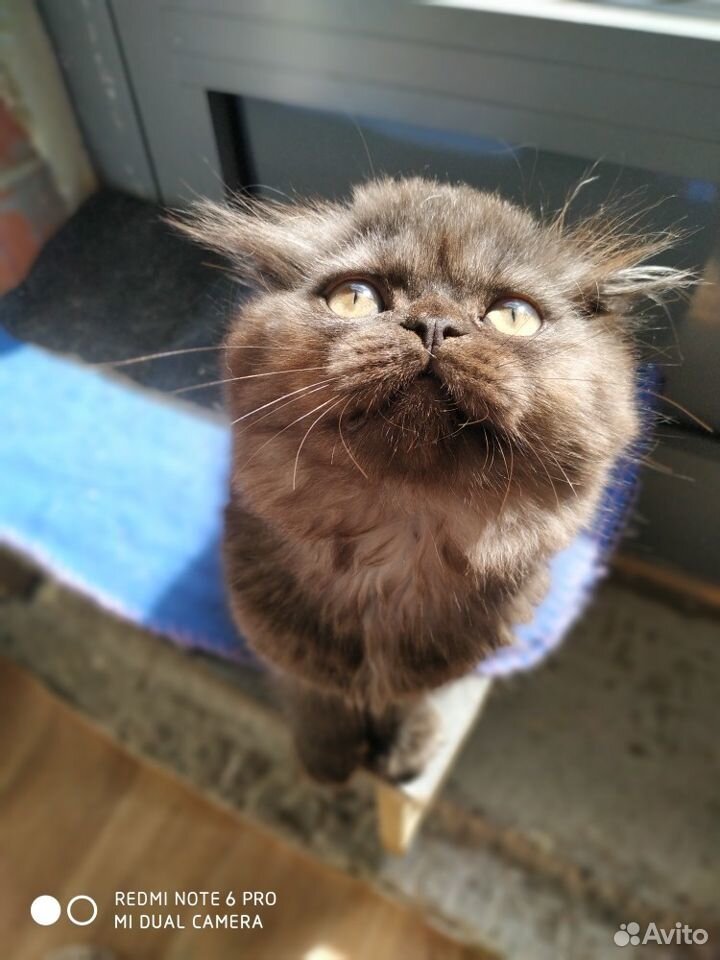 Вислоухий котенок