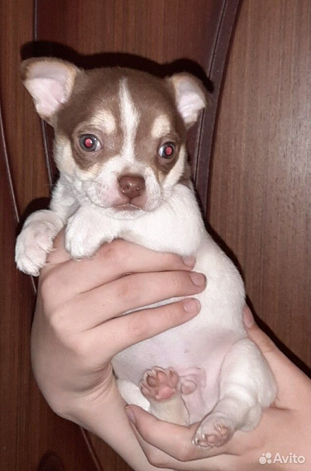 Чихуашки очаровашки