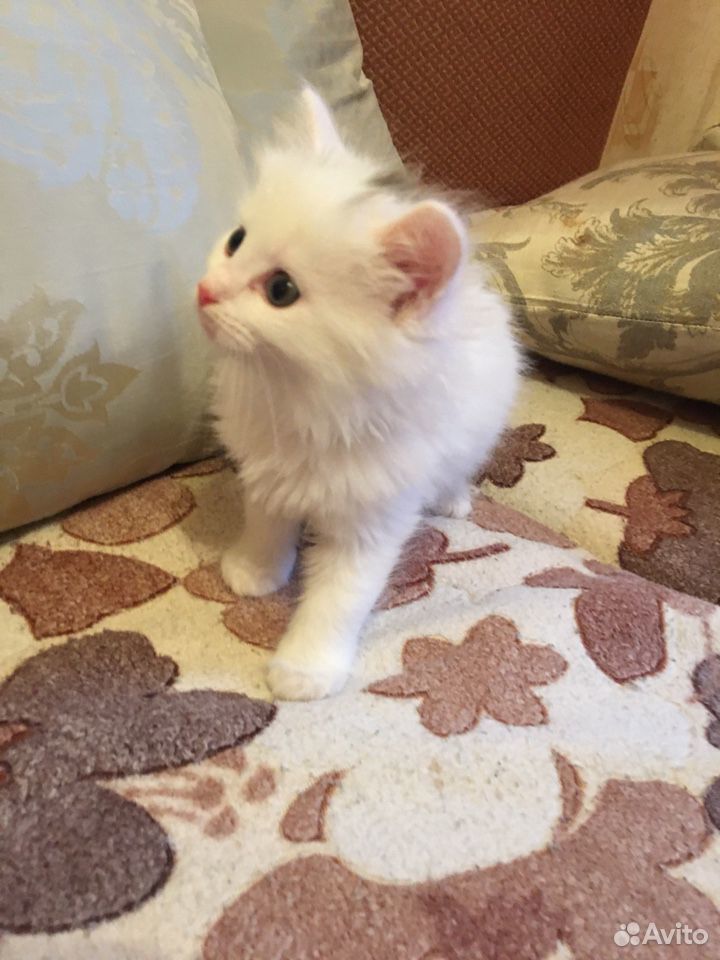 Белые пушистые котята