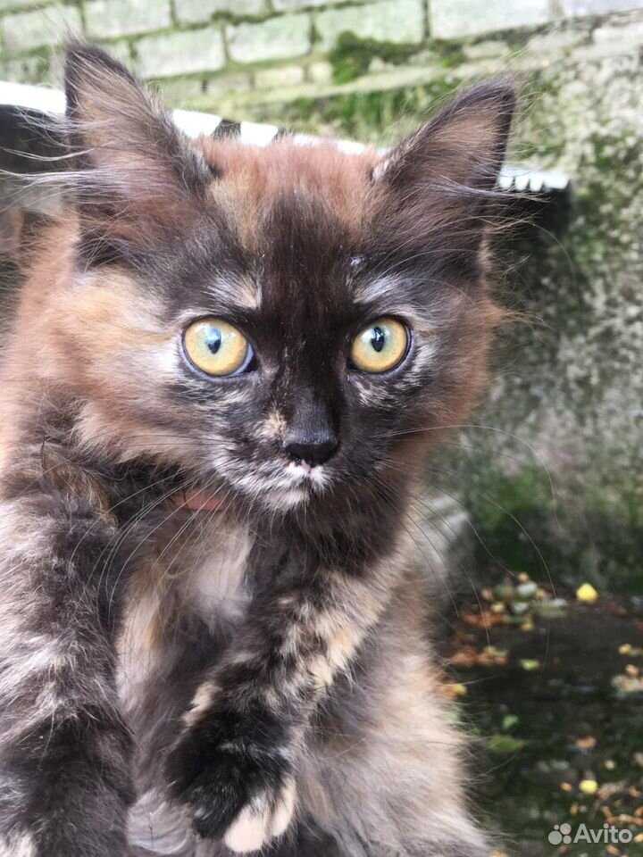 Трехцветочка в добрые руки