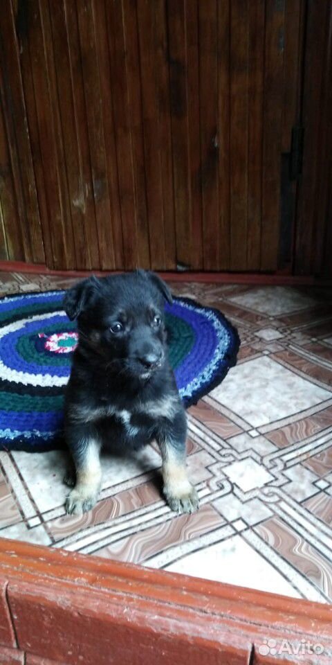 Немецкая овчарка