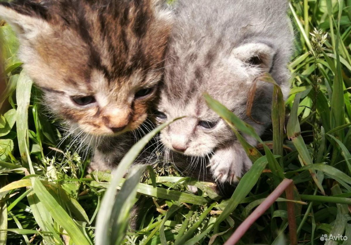 Котята мальчик и девочка 4 недели