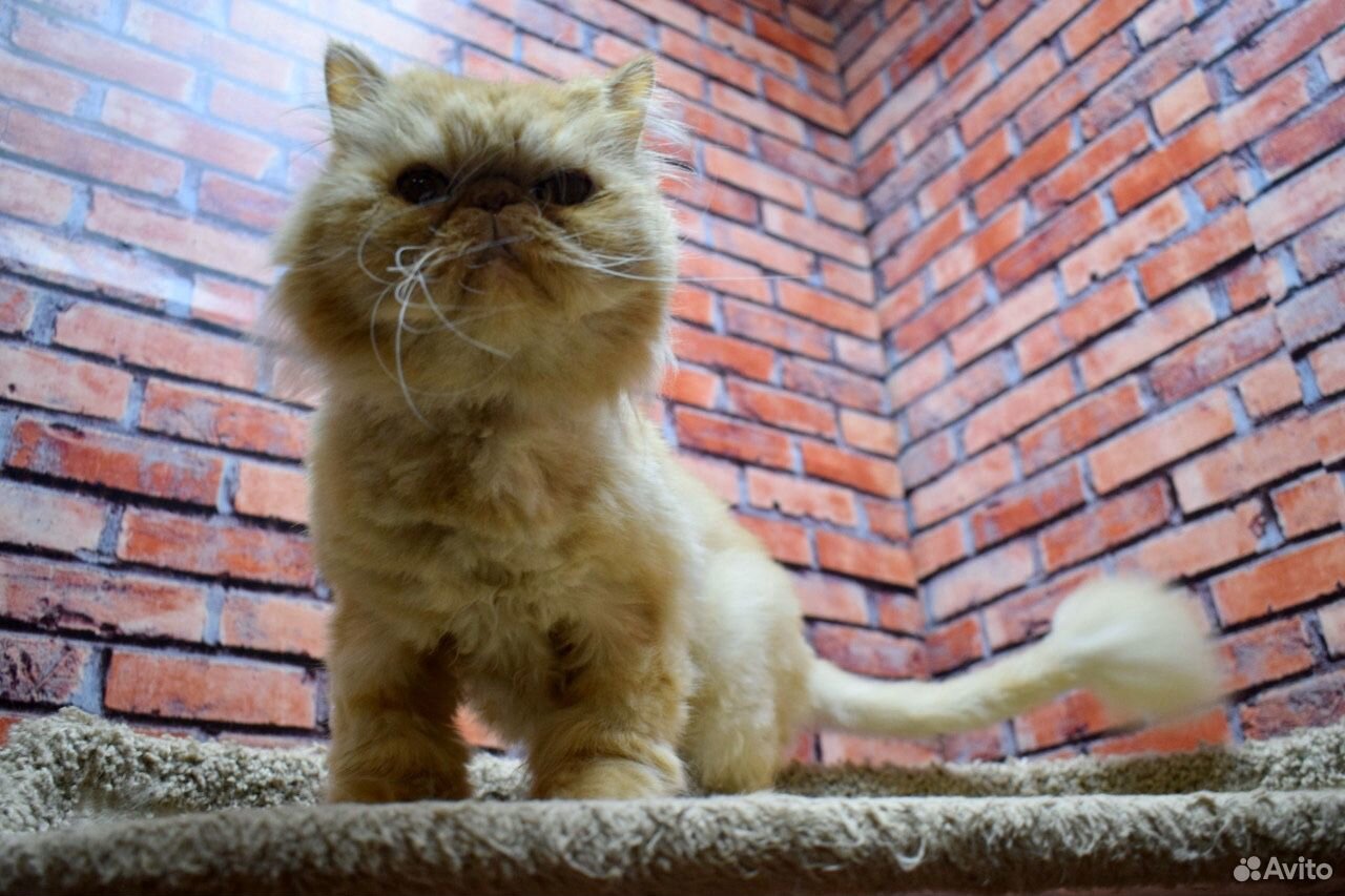 Персидский кот Зевс ищет дом