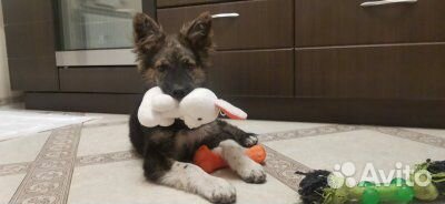 Гретта в поисках