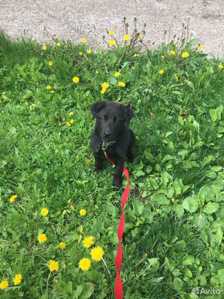 Метис Лабрадора