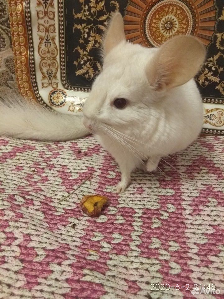 Шиншилла мальчик 4 мес