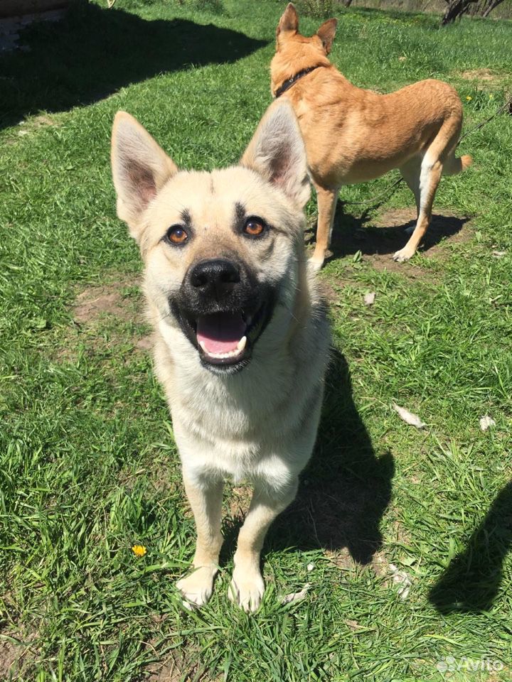 Лис хочет в семью