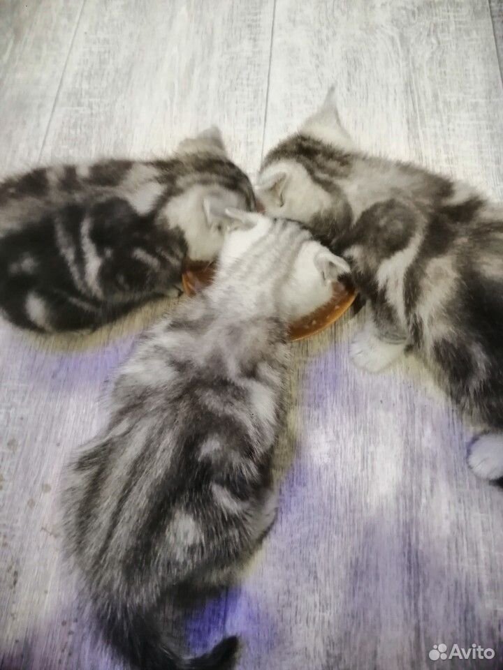 Шотландская прямоухие котята