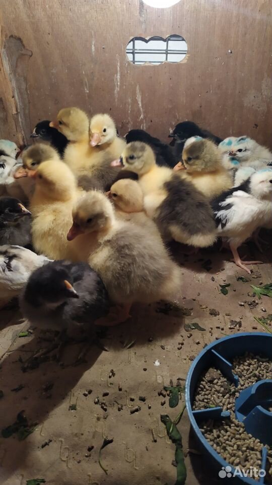 Гусята холмогоры