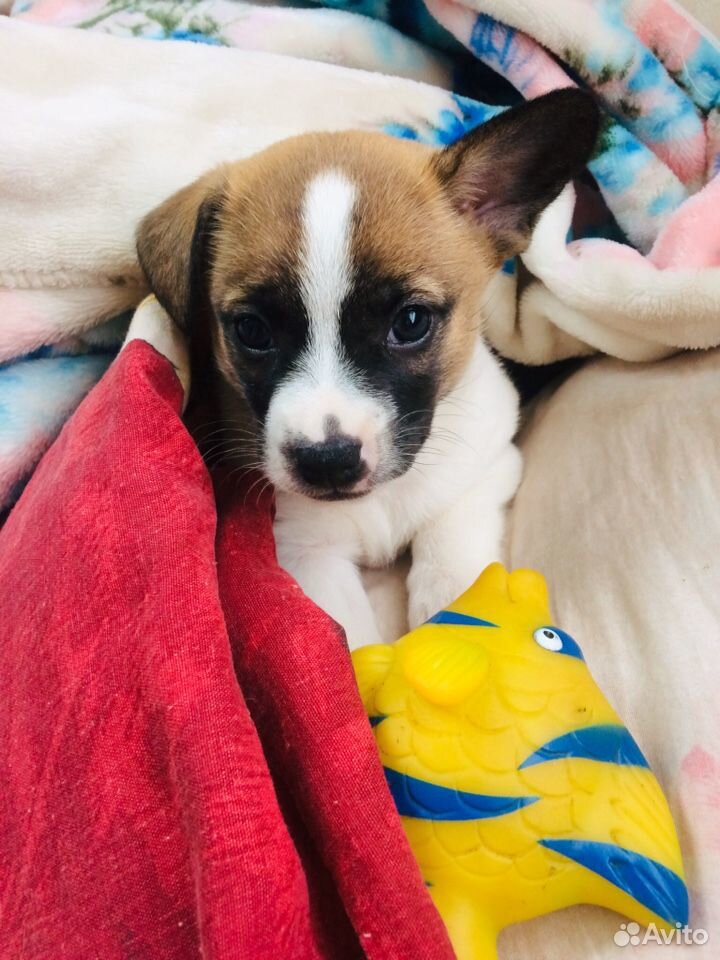 Продам щенка порода Джек Рассел терьер