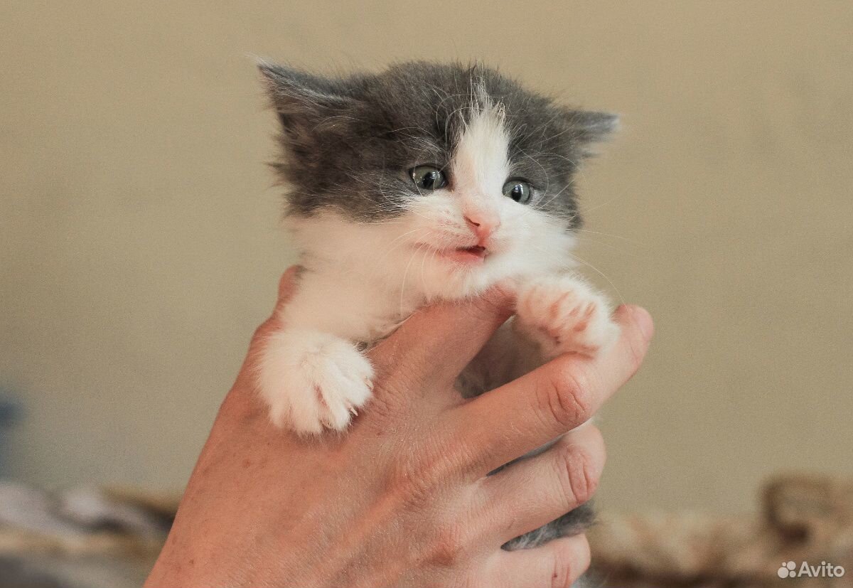 Котенок девочка 1.5 мес