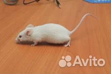 Мышь кормовая