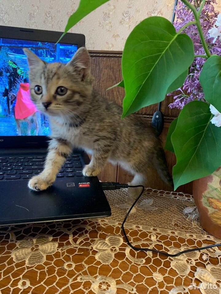 Ясенька котёнок девочка 2,5 месяца
