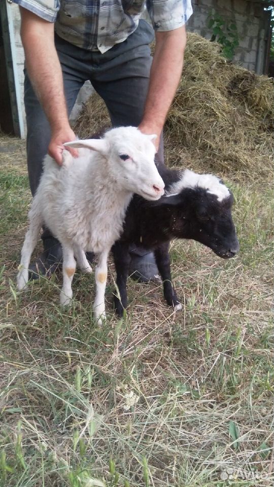 Продаю ягнят