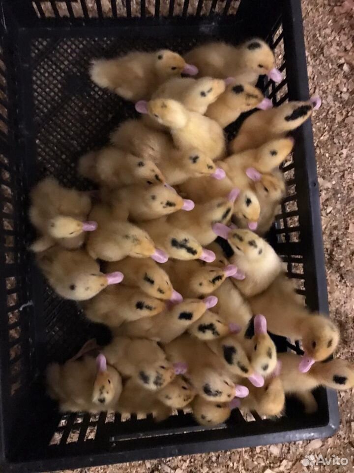 Утка Мулард 10 дней