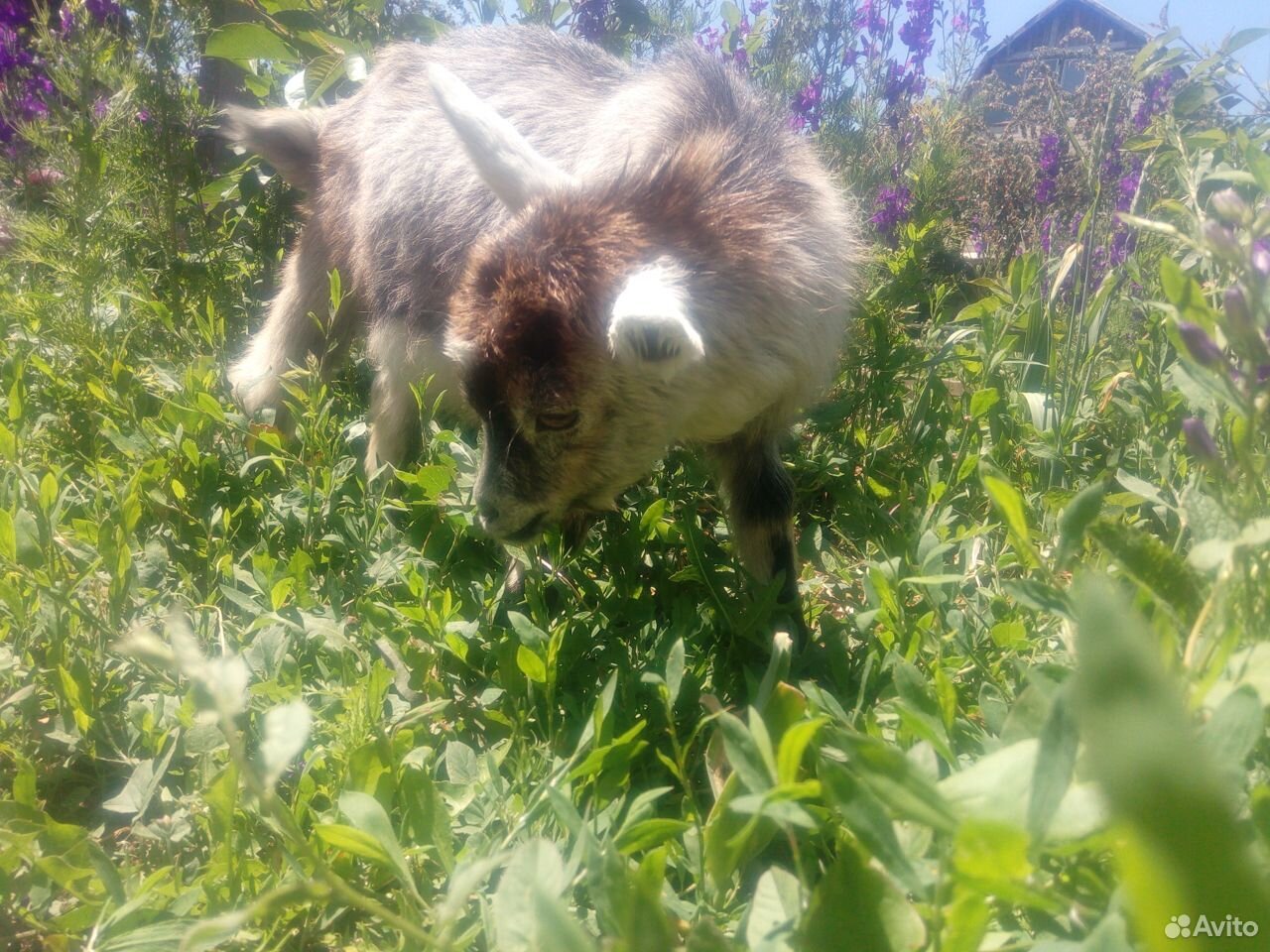 Продаются два козленка