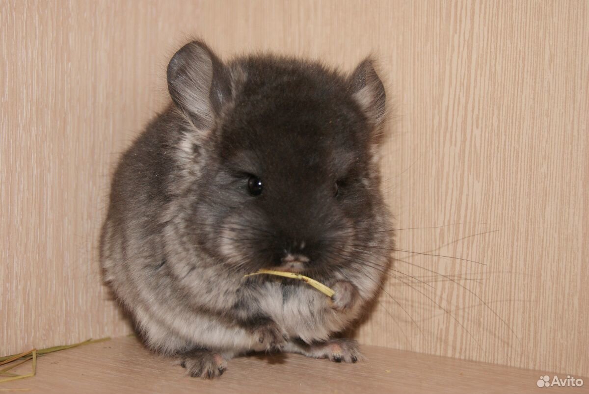 Шиншилла Ангора Бархатная эбони, нос. фиолета