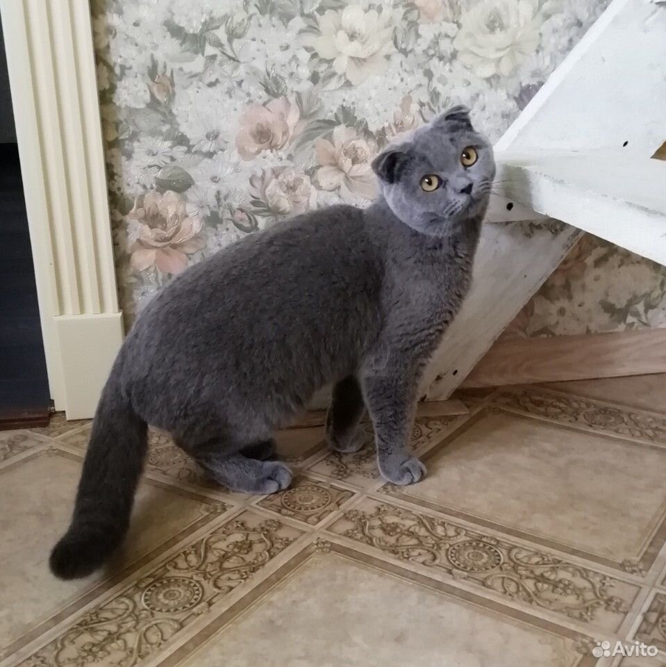 Шотландский вислоухий кот