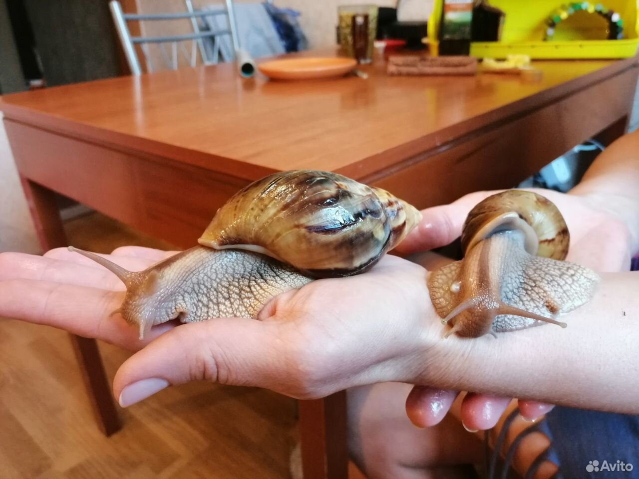 Улитки Ахатины
