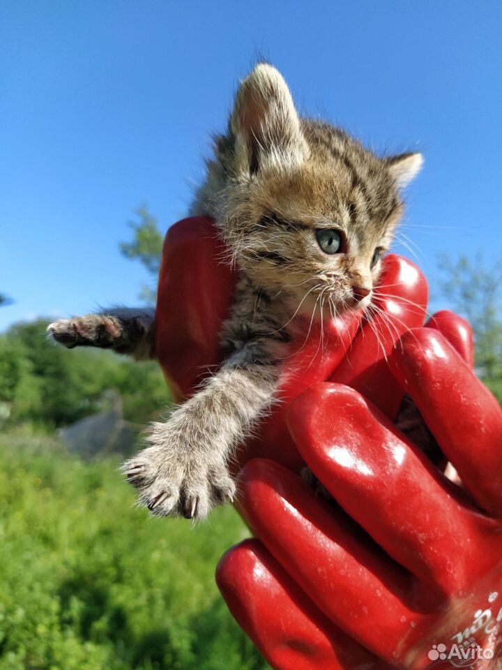 Отдадим котят в добрые руки