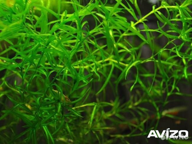 Растение наяс