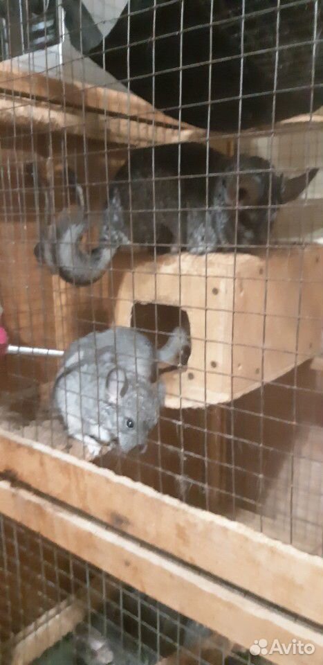 Продам шиншилл