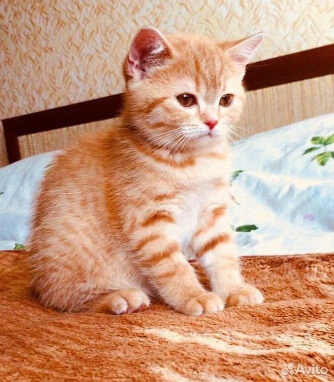 Британец красный мрамор Фрэнк