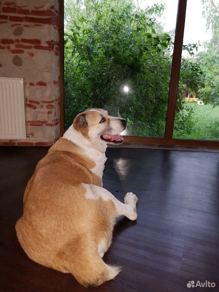 Собака Алабай