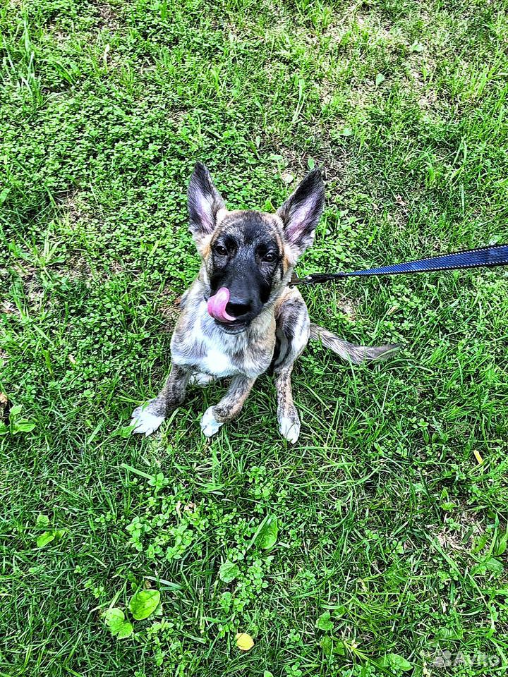 Настоящая тигра ищет дом