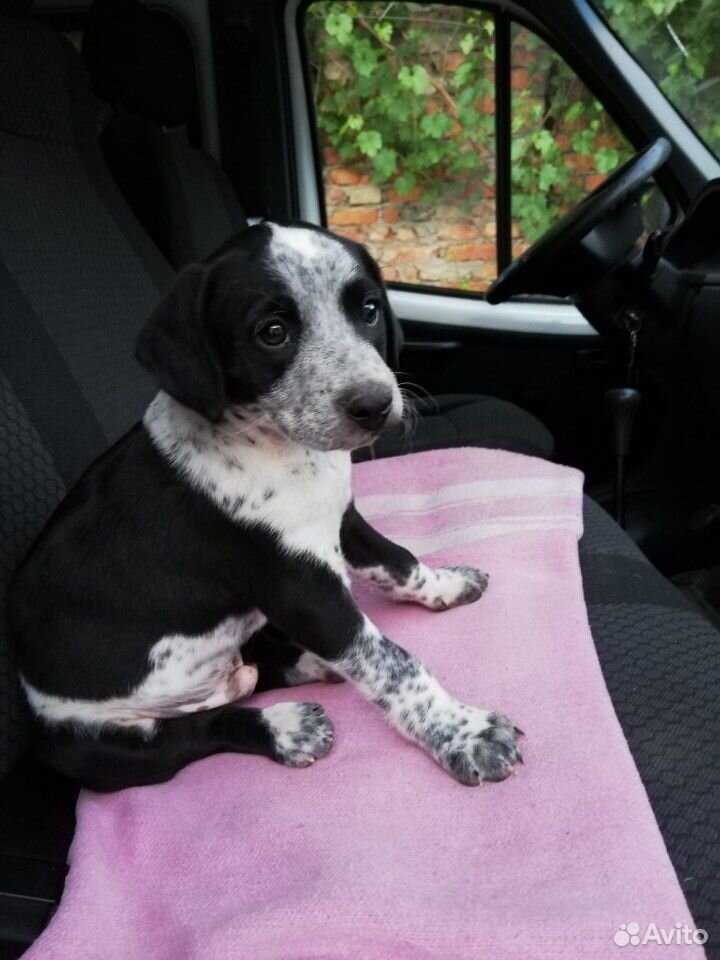 Собака-далматин