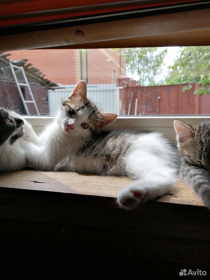 Отдам котят