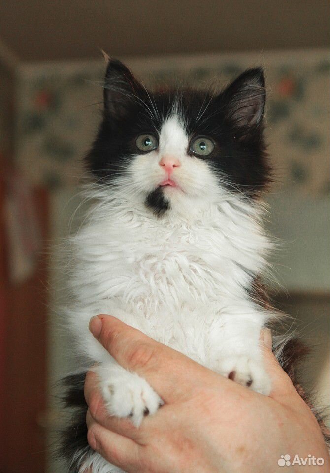 Котенок мальчик 2-2.5 мес