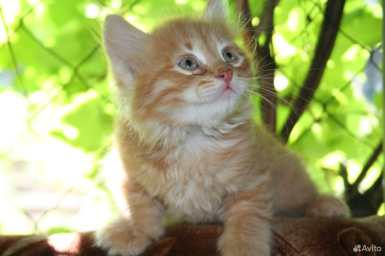 Рыжий мальчуган