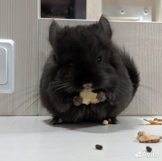 Шиншилла ангора из домашнего питомника