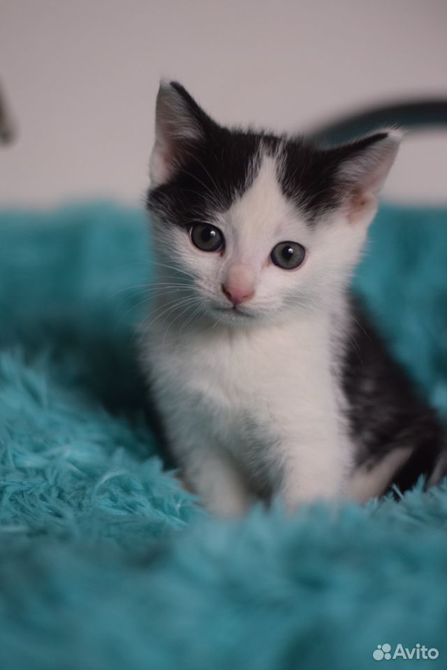 Прилежный котенок, 2 мес