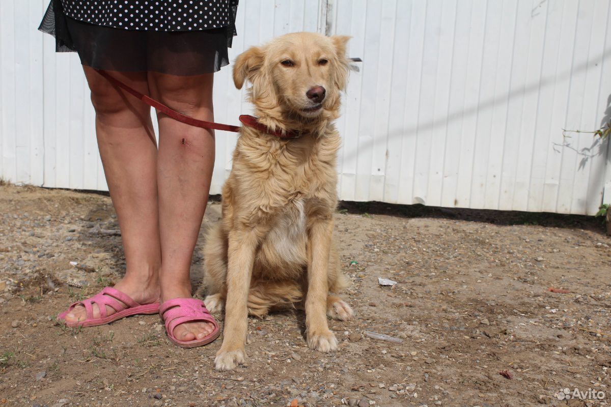 Щенок подросток Сырок