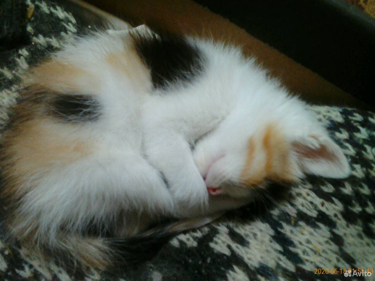 Милая кошечка
