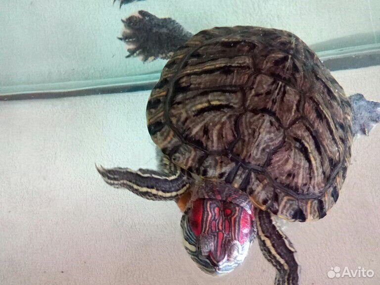 Черепаха