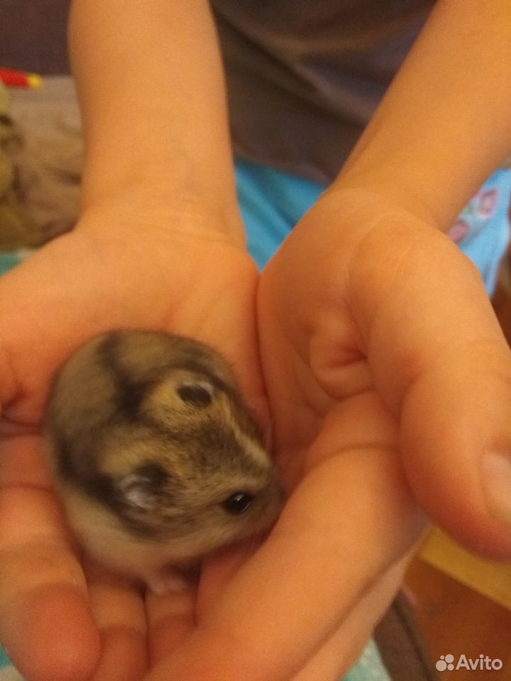 Хомячки Джунгарские