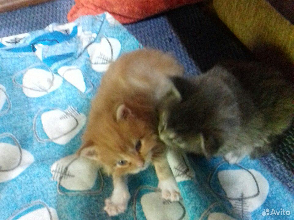 Котята мэйкун две девочки