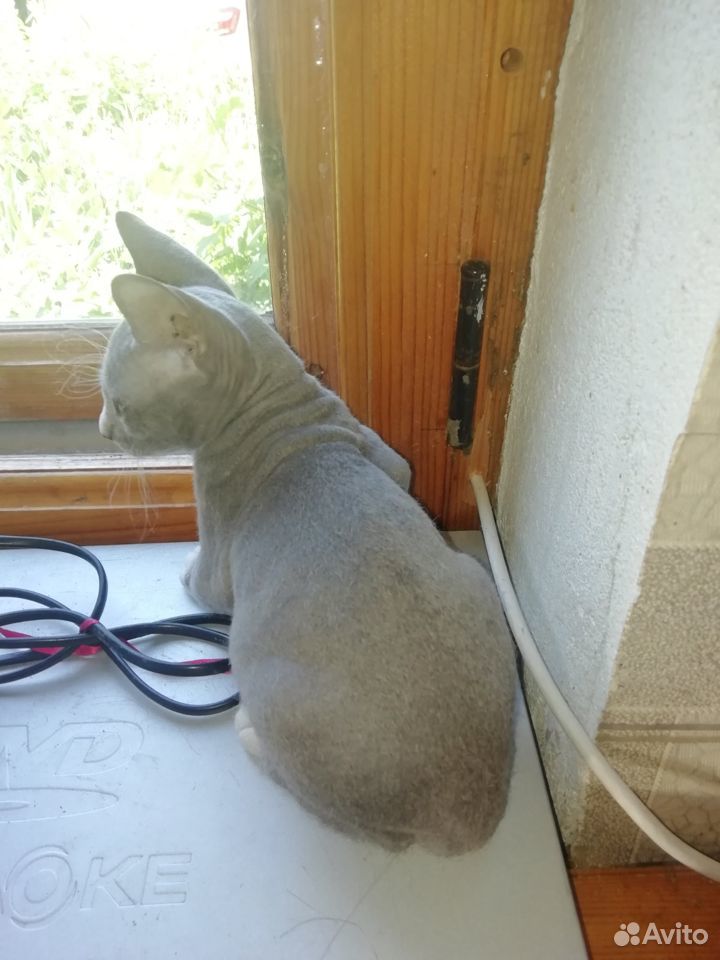 Котенок серенький, короткошорстный