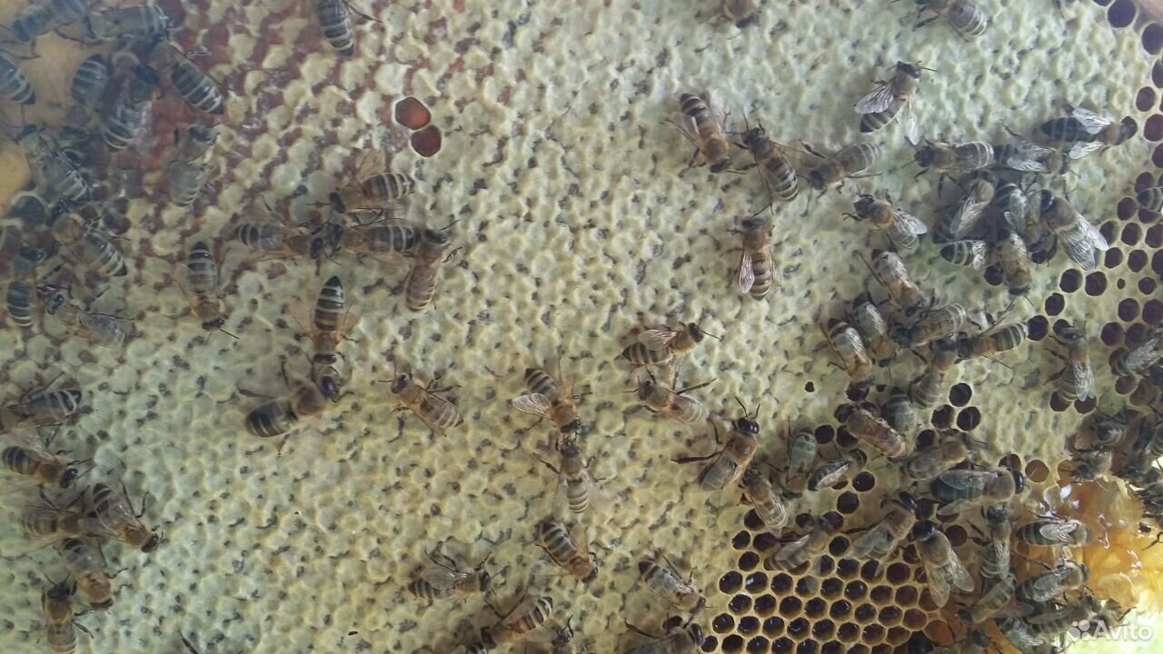 Пчёлы. Рут. 21 шт. прицеп для пчёл