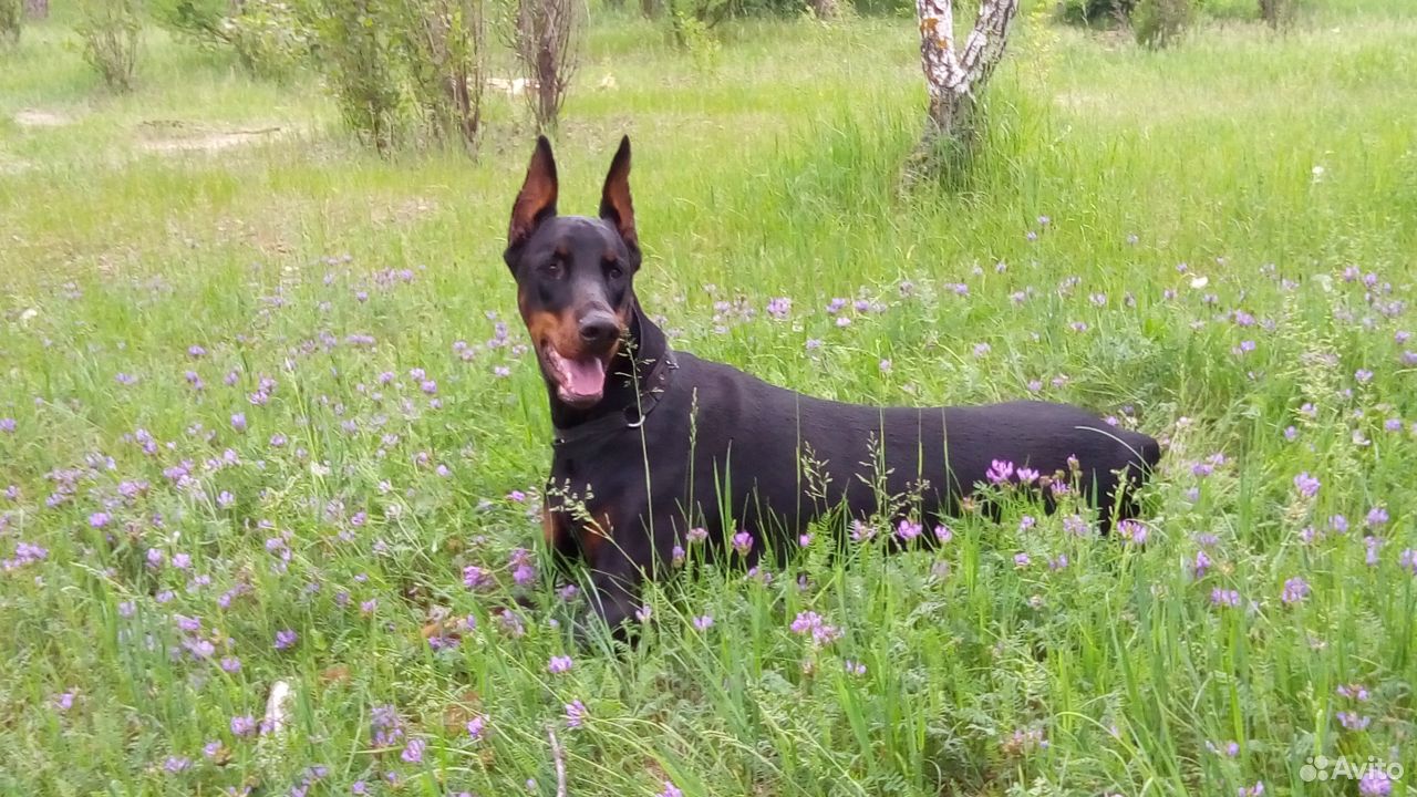 Щенки добера