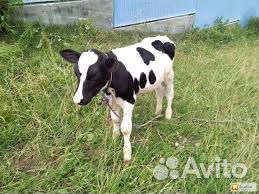 Тёлочка 1 месяц