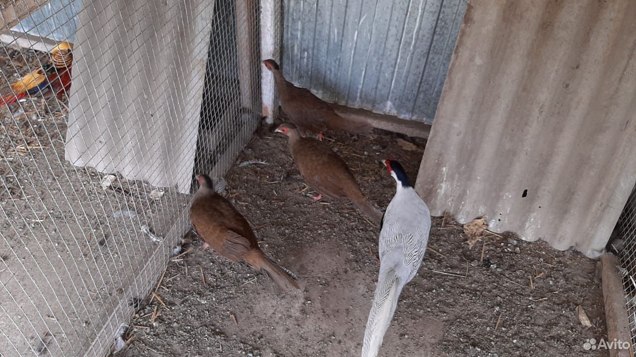 Фазаны,Павлины,Декор Курочки