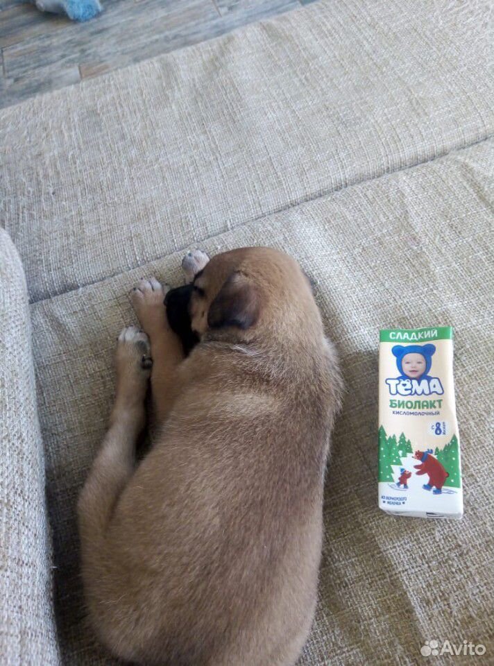 Малорослый щеночек в добрые руки