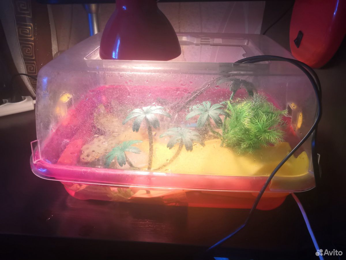 Терариум для черепах