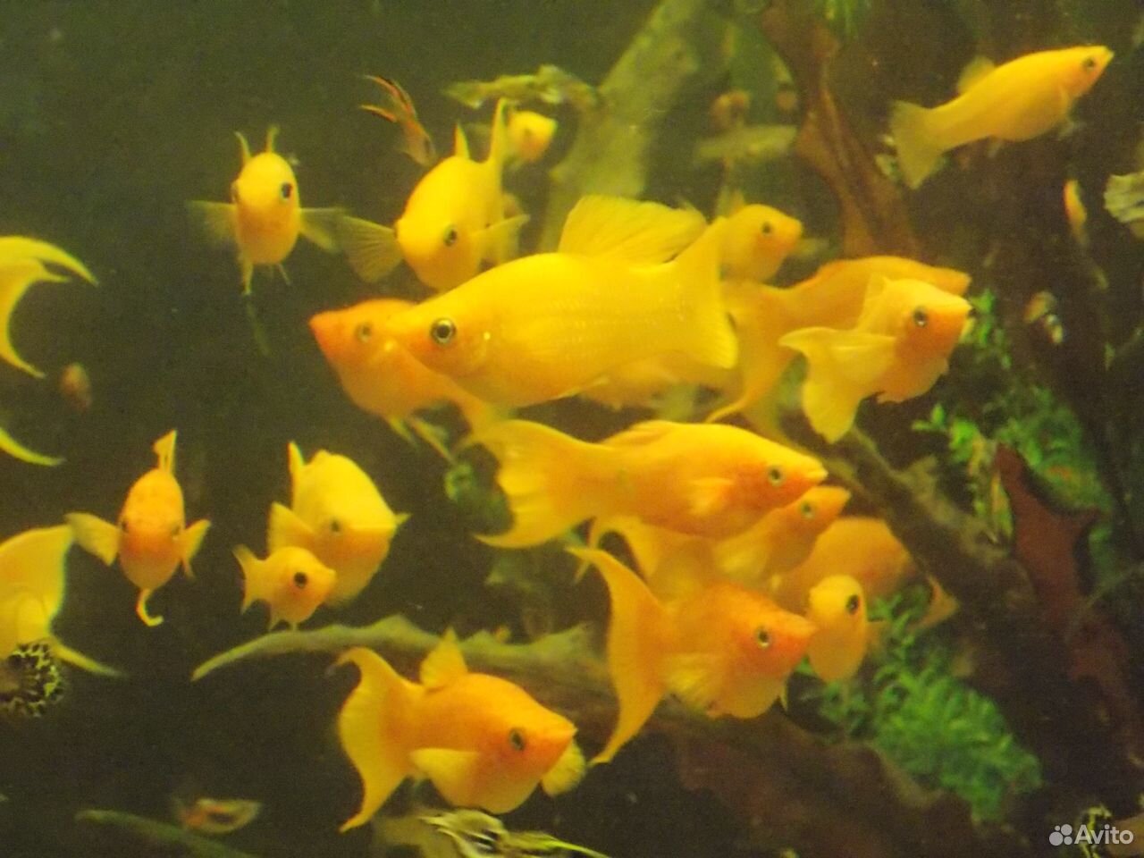 Гуппи Эндлера лимонные молли