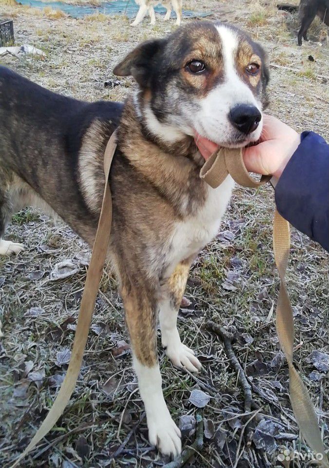 Среднеазиатская овчарка